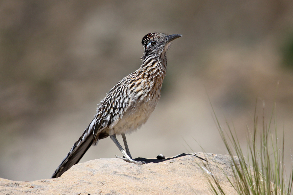 Greater Roadrunner (Jimmy Camp and Corral Bluffs Birds) · iNaturalist