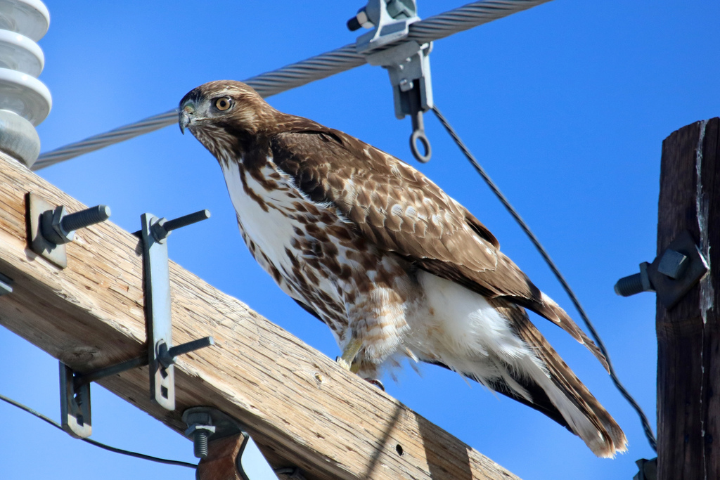 Red-tailed Hawk (Jimmy Camp and Corral Bluffs Birds) · iNaturalist