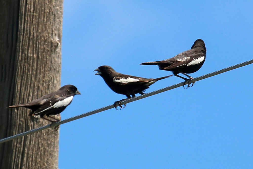 Lark Bunting (Jimmy Camp and Corral Bluffs Birds) · iNaturalist