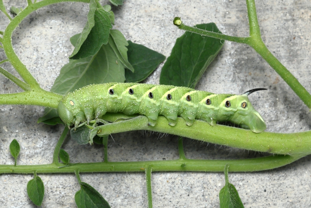 Five-spotted Hawk Moth from Oak City, UT 84649, USA on July 14, 2024 at ...
