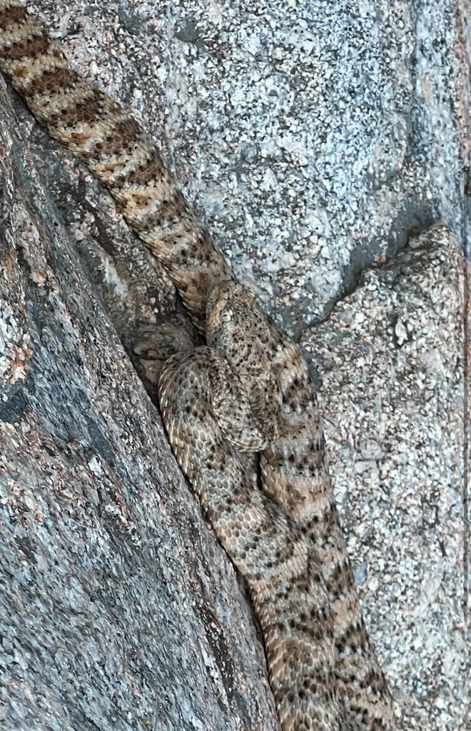 Southwestern Speckled Rattlesnake from San Bernardino National Forest ...