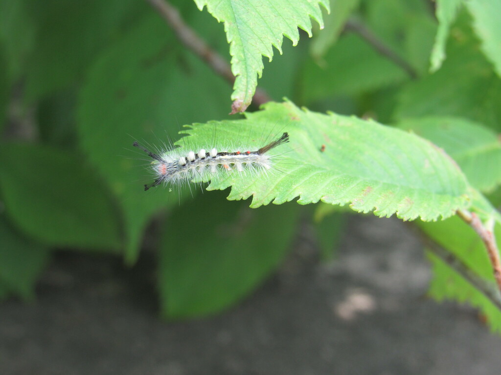Orgyia from Lac du Bonnet, MB, Canada on July 12, 2024 at 02:29 PM by ...