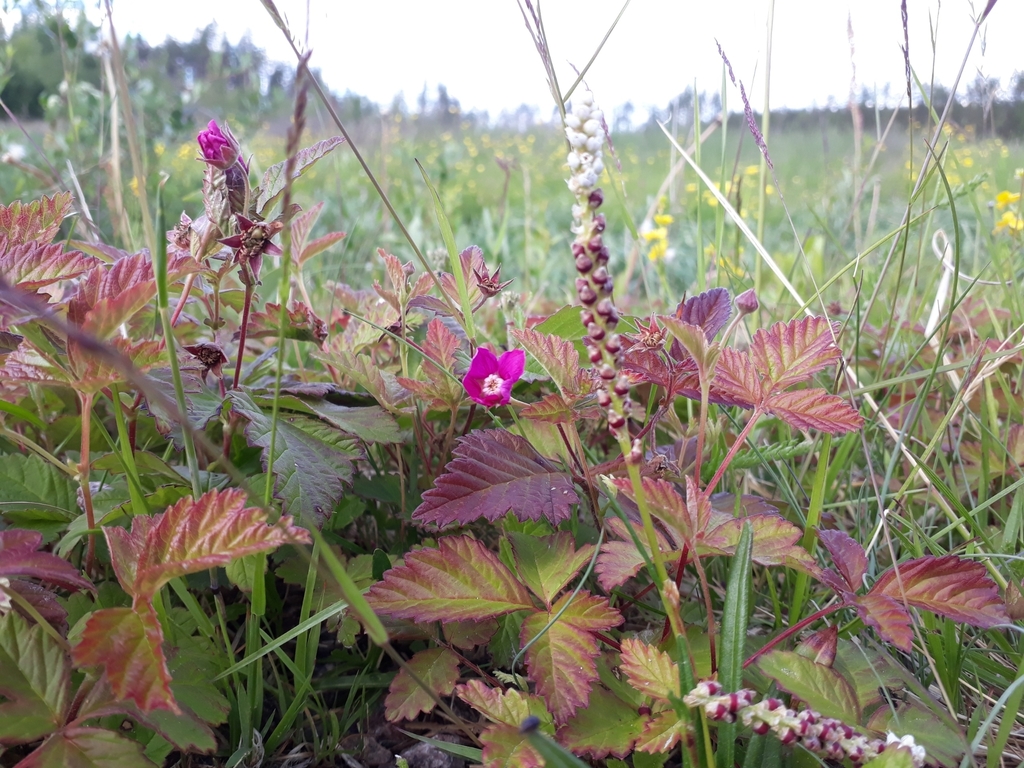 Arctic raspberry from 92930 Pyhäntä, Финляндия on June 29, 2018 by Anna ...