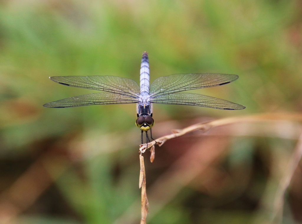 Deielia phaon from Kusatsu, Shiga, Japão on July 15, 2024 at 11:00 AM ...