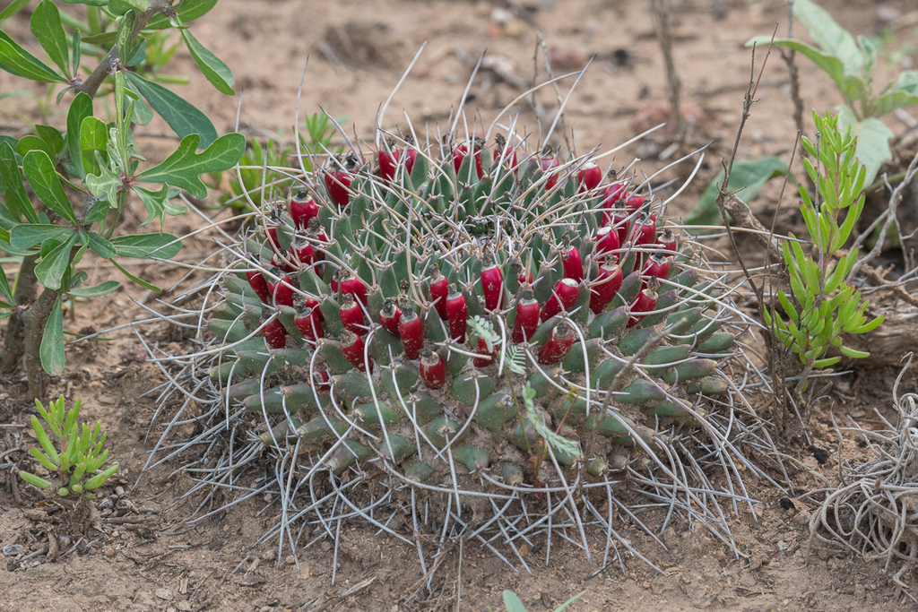 Mexican pincushion cactus from Cerro de San Pedro, San Luis Potosi ...