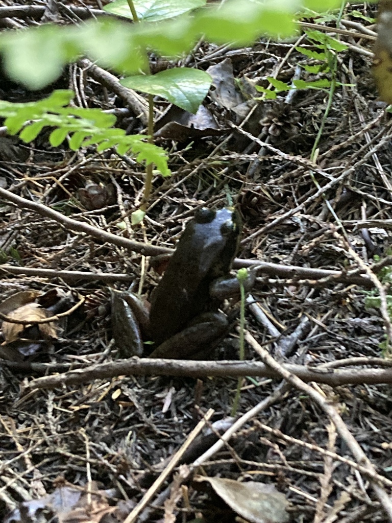 Pond Frogs from Bow, WA, US on July 13, 2024 at 06:52 PM by donovan ...