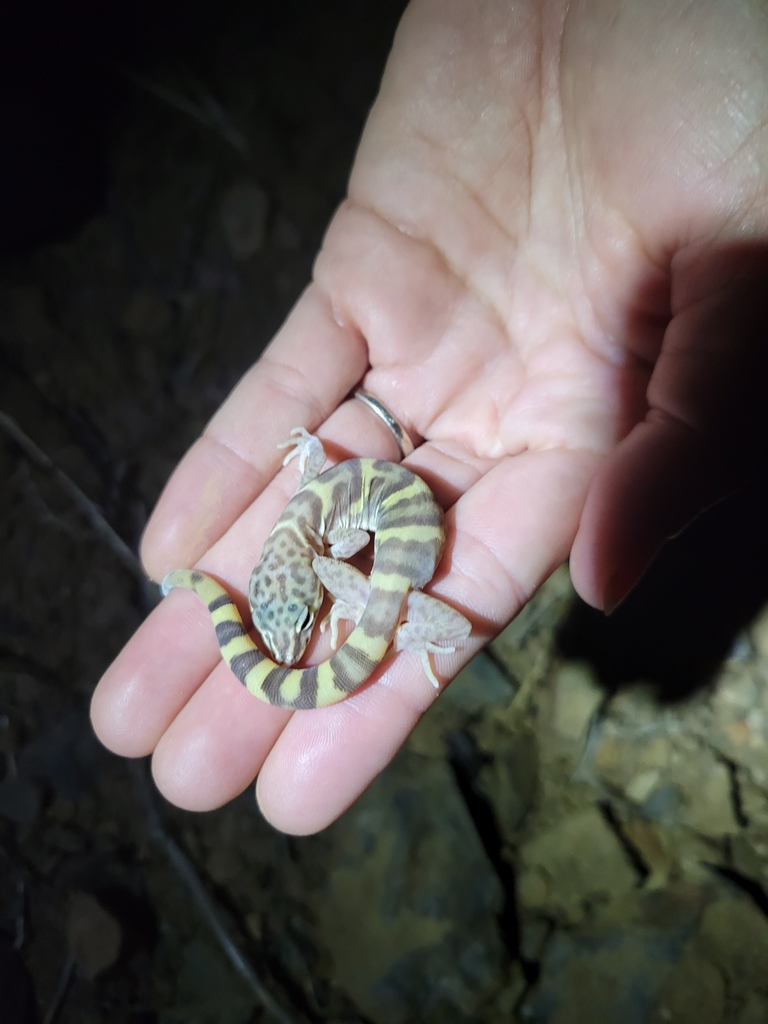 Western Banded Gecko from Kernville, CA 93238, USA on June 27, 2024 at ...