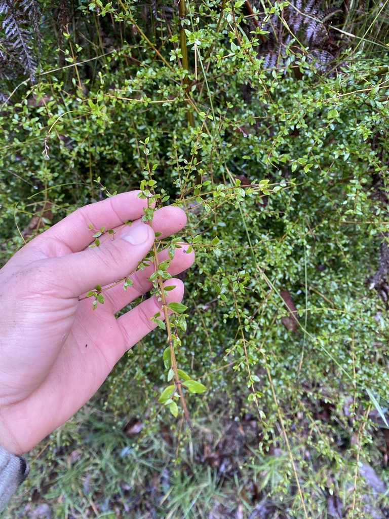 Prickly Currant-Bush from Yarra Ranges - Pt B, Australian Alps ...