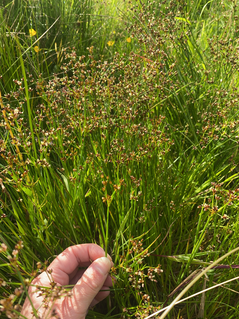 Jointed rush from Lanark on July 15, 2024 at 08:50 AM by Hannah Louise ...