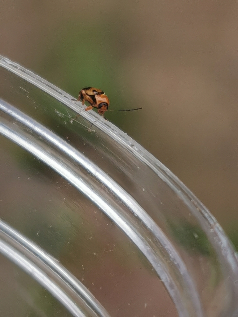 common small pot beetle from Harrow HA3 0PQ, UK on July 12, 2024 at 05: ...