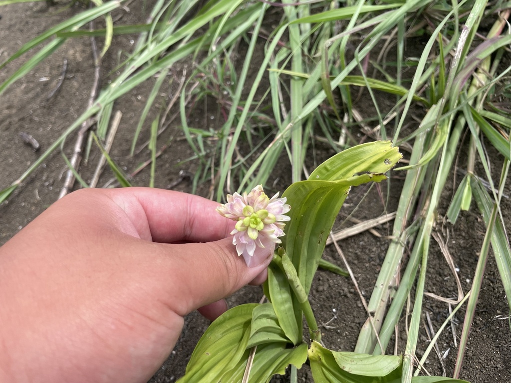 Shepherd's Crook Orchid from Guam, Merizo, Guam, US on July 15, 2024 at ...