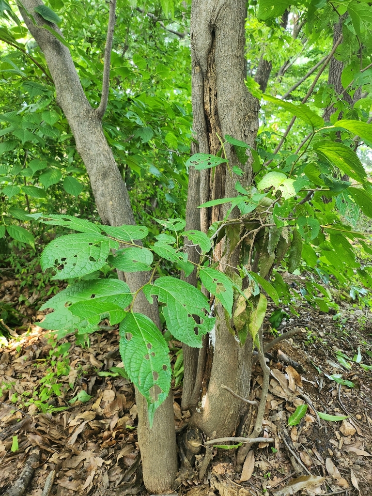 Gutta-percha Tree in July 2024 by 유용선 · iNaturalist