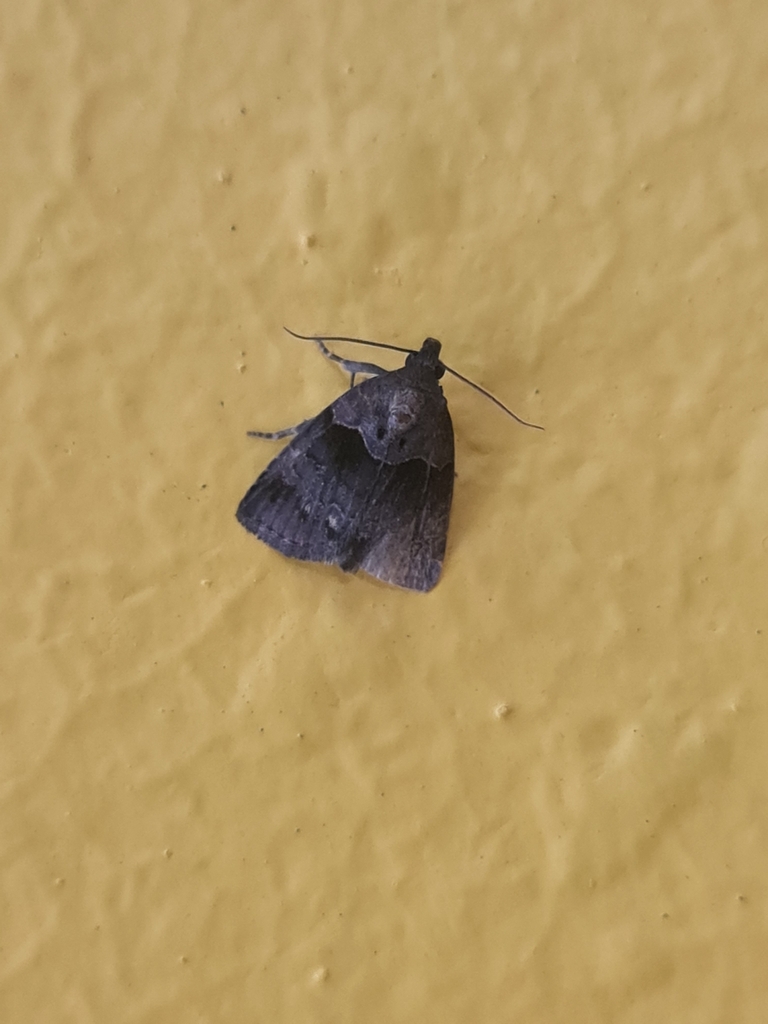 Cretonia from 6W4G+8PH, Kosmada, Gujarat 395006, India on July 15, 2024 ...