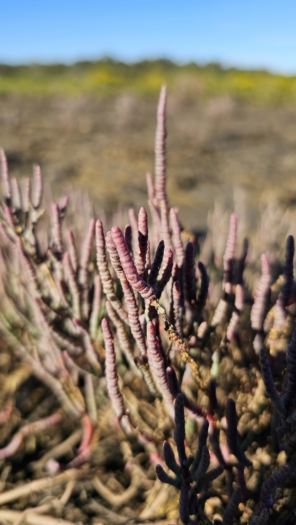 Tecticornia from Agnes Water QLD 4677, Australia on July 14, 2024 at 08 ...
