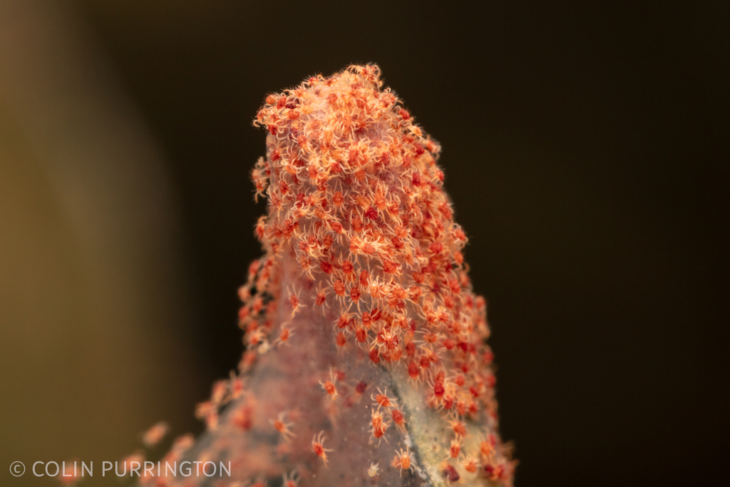 Twospotted Spider Mite from Swarthmore, PA 19081, USA on July 14, 2024 ...