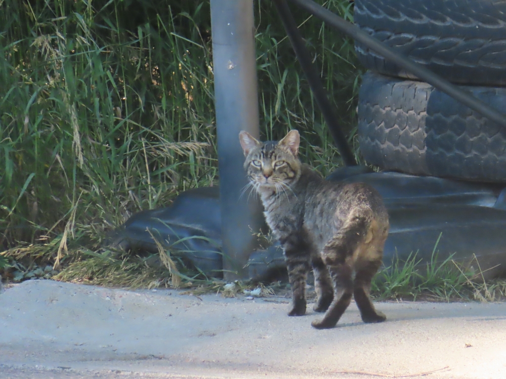 Domestic Cat from Gordon, NE 69343, USA on July 8, 2024 at 07:10 PM by ...