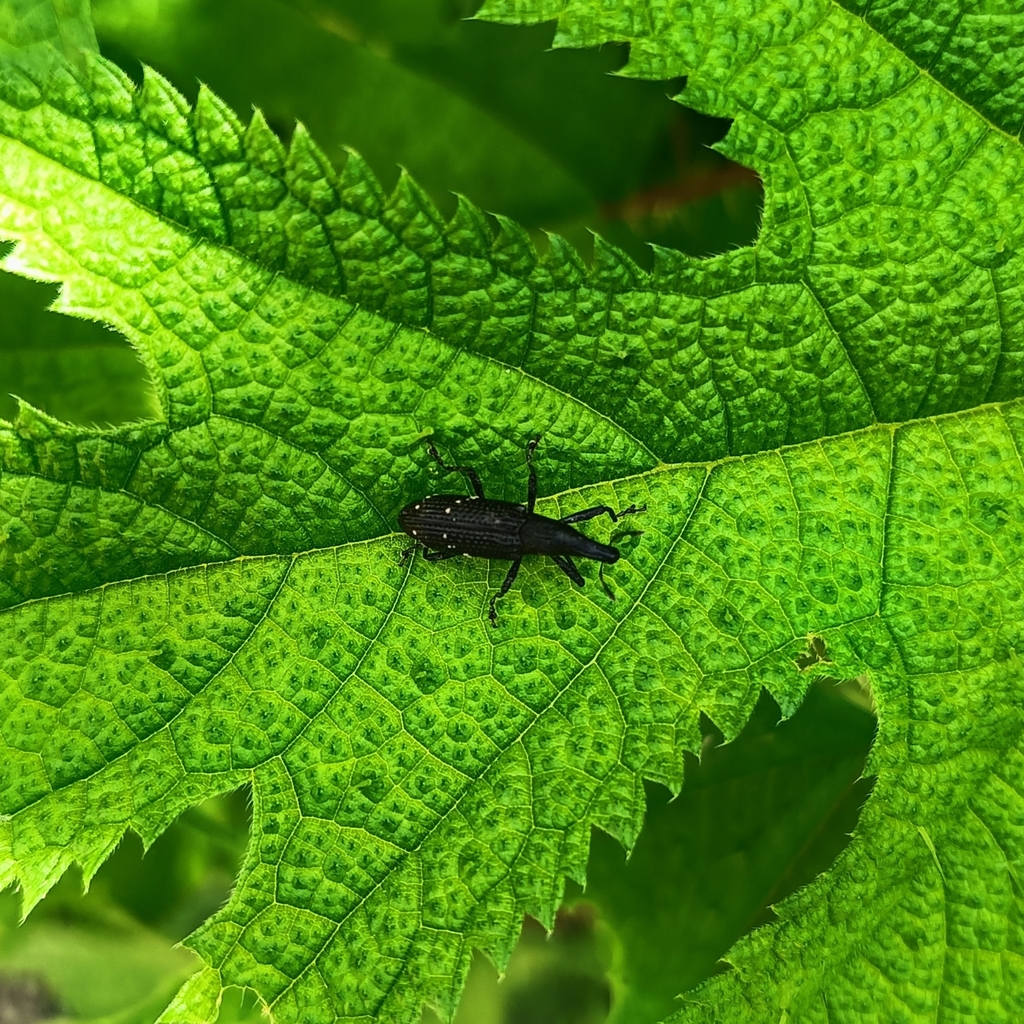 Peribleptus from 36HP+P6M, Sarmoli, Munsyari, Uttarakhand 262554, India ...