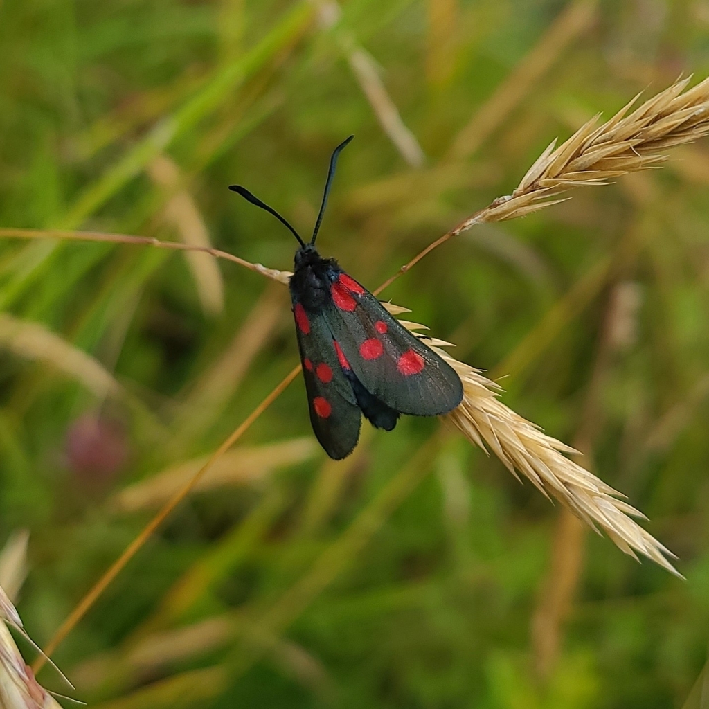 narrow-bordered five-spot burnet from Oldbury B69, UK on July 13, 2024 ...