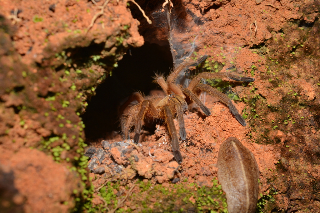 Chinese Fawn Tarantula from Jiyang District, Sanya, Sanya, Hainan ...