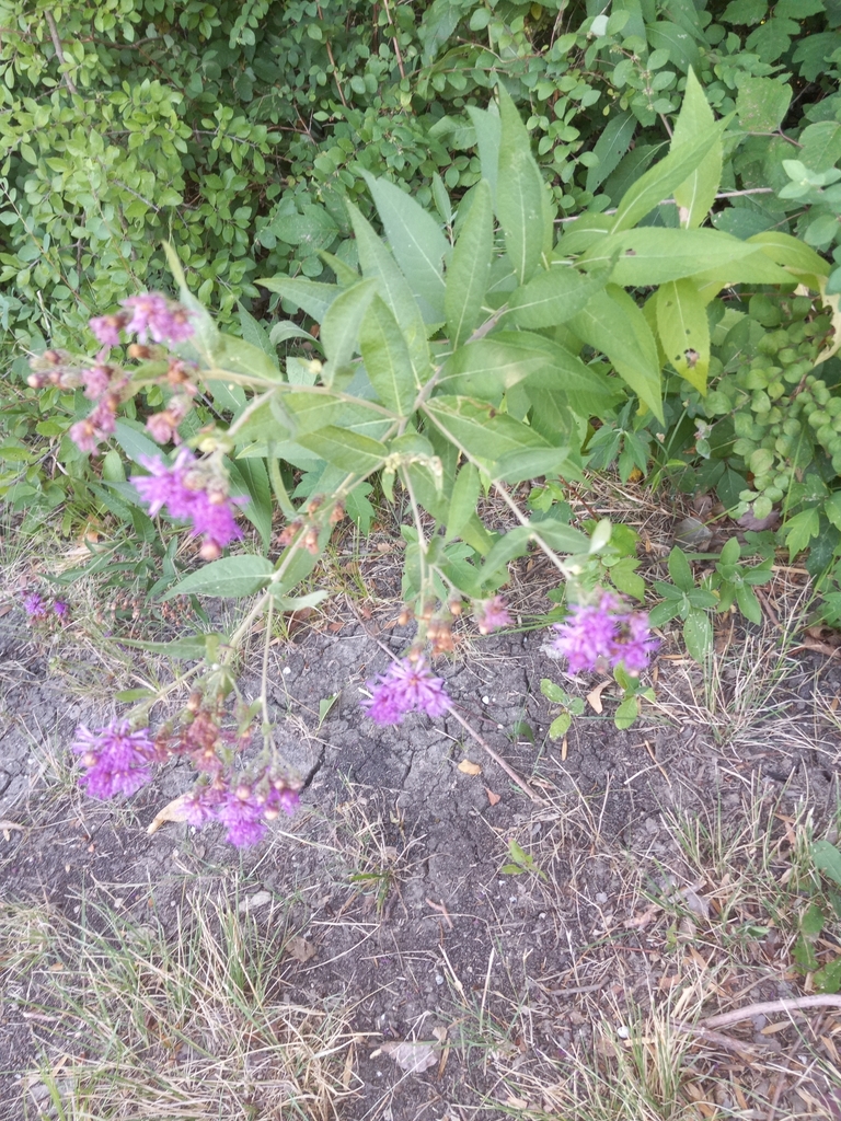 Western Ironweed from Allen, TX, USA on July 13, 2024 at 08:16 AM by ...
