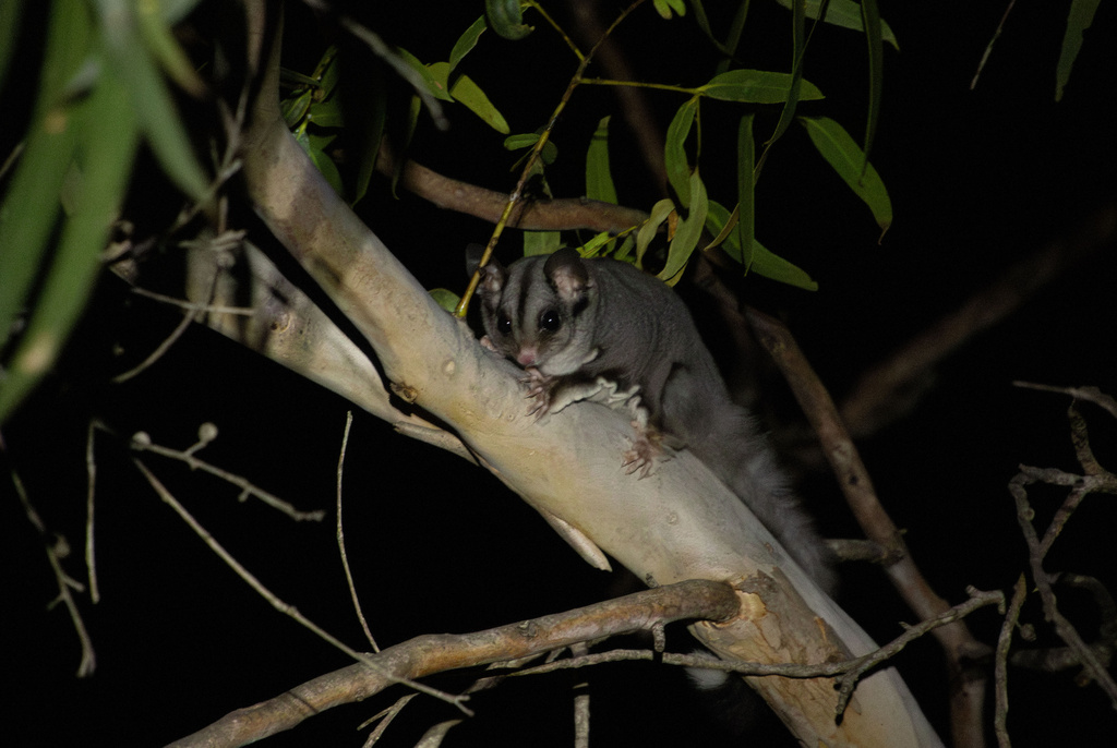 Sugar Glider from My Mi Mi Rd, Bangham, SA, AU on June 19, 2024 at 07: ...