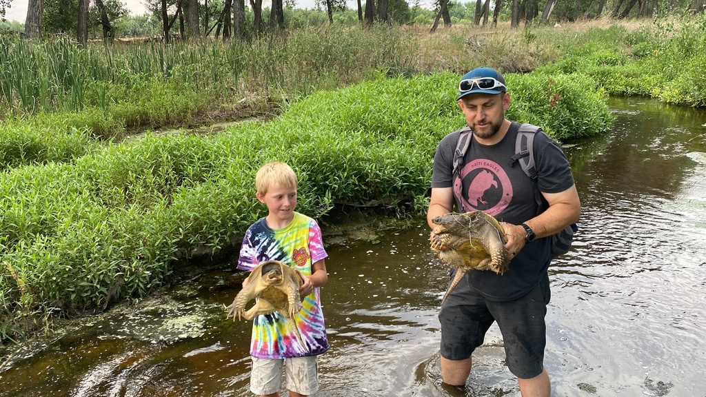 Common Snapping Turtle from Tree Farm Loop, Fort Morgan, CO, US on July ...