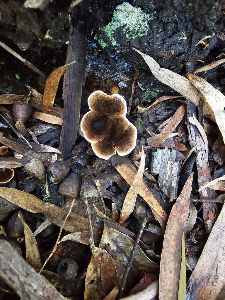 Coltricia australica from Windy Harbour Rd Transwa Northcliffe ...