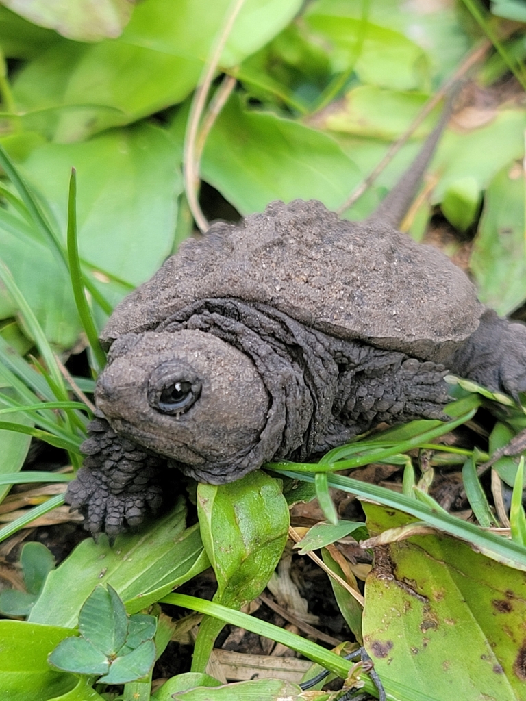 Common Snapping Turtle from Cottage Grove, MN 55016, USA on September ...