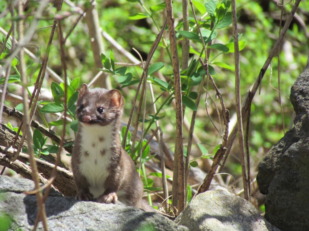 Long-tailed Weasel from Muscoot Farm Park, Katonah, NY, US on April 30 ...