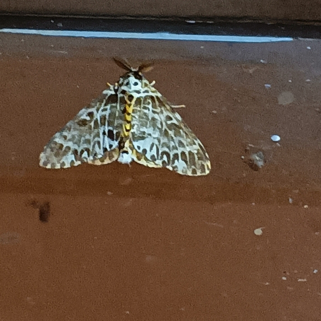 Pink Lymantria Moth from WFQJ+GVM, Yang Makum Khasmahal, West Bengal ...