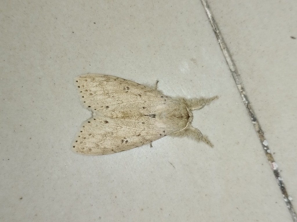 Calliteara angulata from 2nd Floor, Ancelin Place Building, opp. CRPF ...