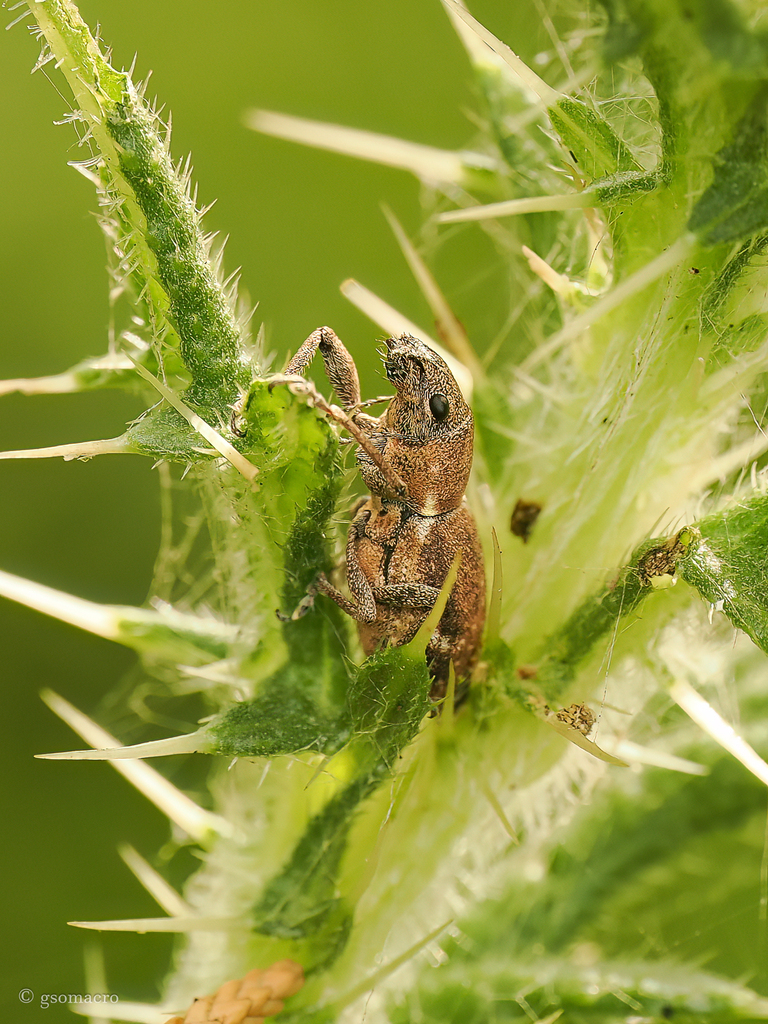 Fuller's rose weevil from Greensboro, NC, USA on July 13, 2024 at 12:20 ...