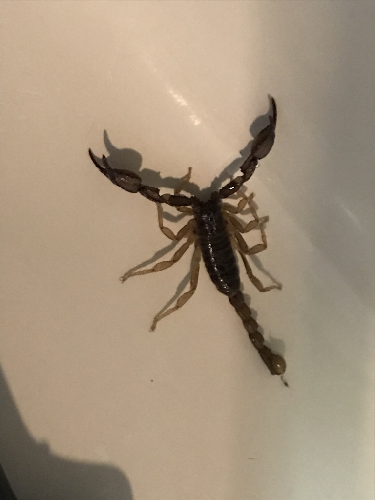 Western Forest Scorpion from 8890 Takilma Rd, Cave Junction, OR, US on ...