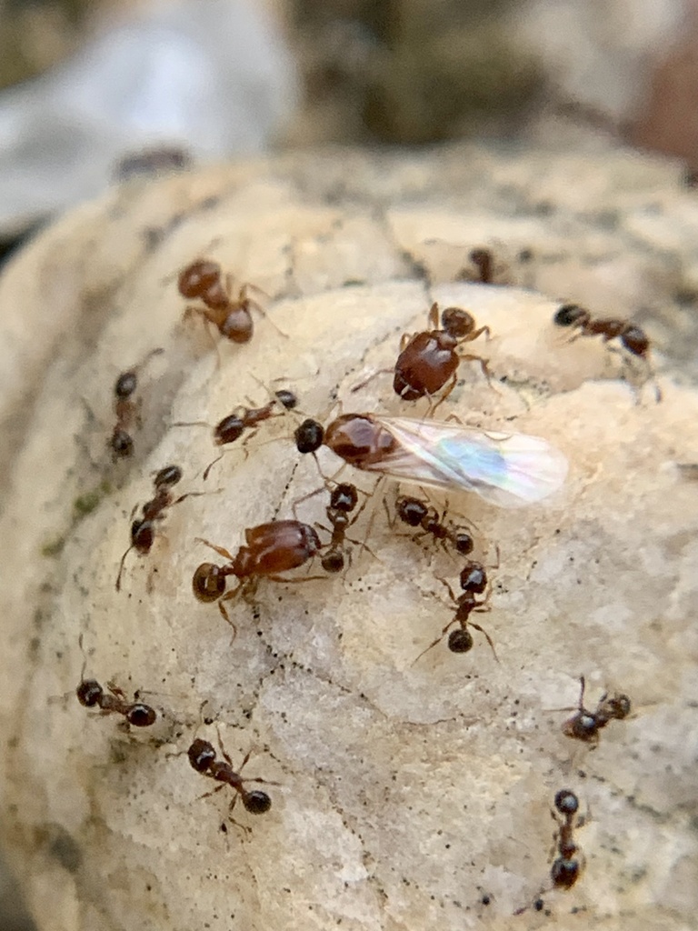 Variable Big-headed Ant in July 2024 by William Phillips · iNaturalist