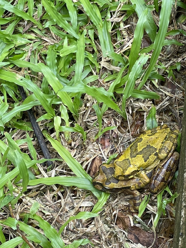 Cross-banded Tree Frogs from Sendero Universal, Sarapiqui, Heredia, CR ...