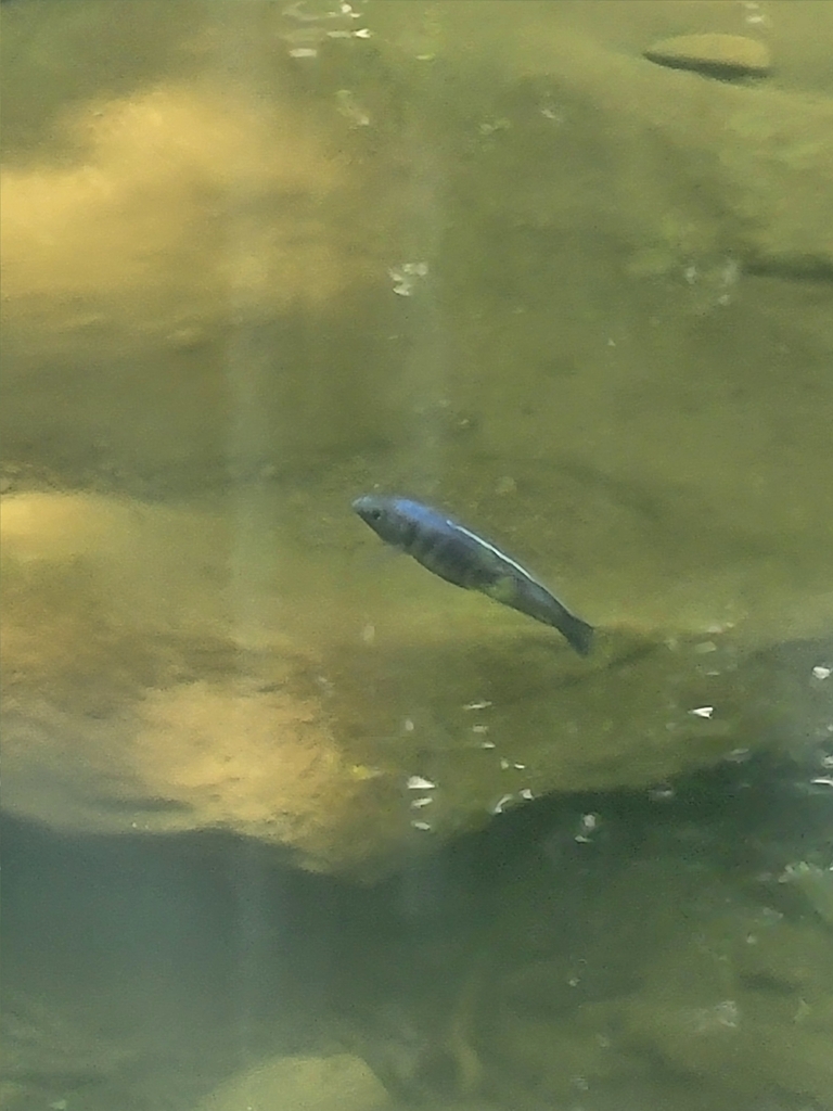 African Cichlids from Fox Chase, KY 40165, USA on July 15, 2024 at 12: ...