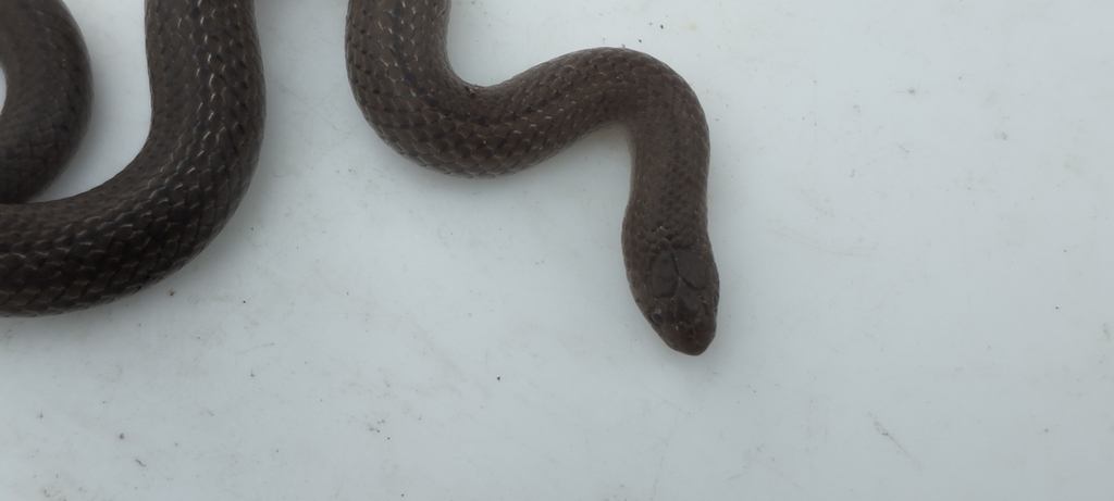 Earth Snakes from 42100 Hgo., México on July 14, 2024 at 02:07 PM by ...