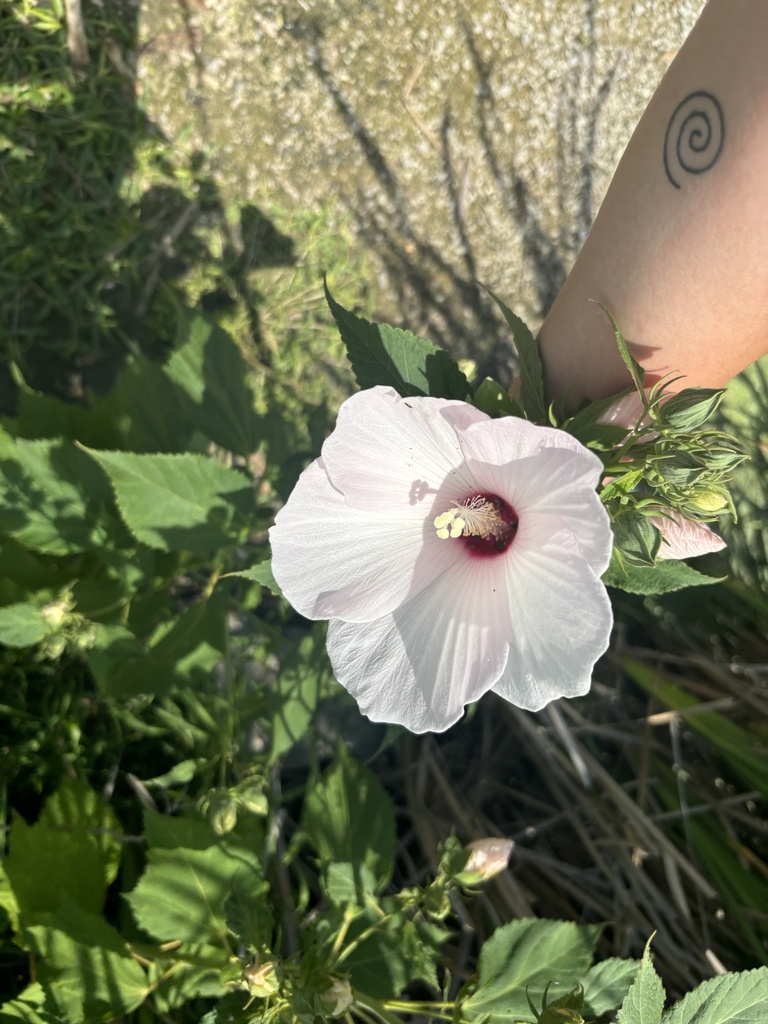 swamp rose mallow from Mount Hope Rd, Cleves, OH, US on July 15, 2024 ...