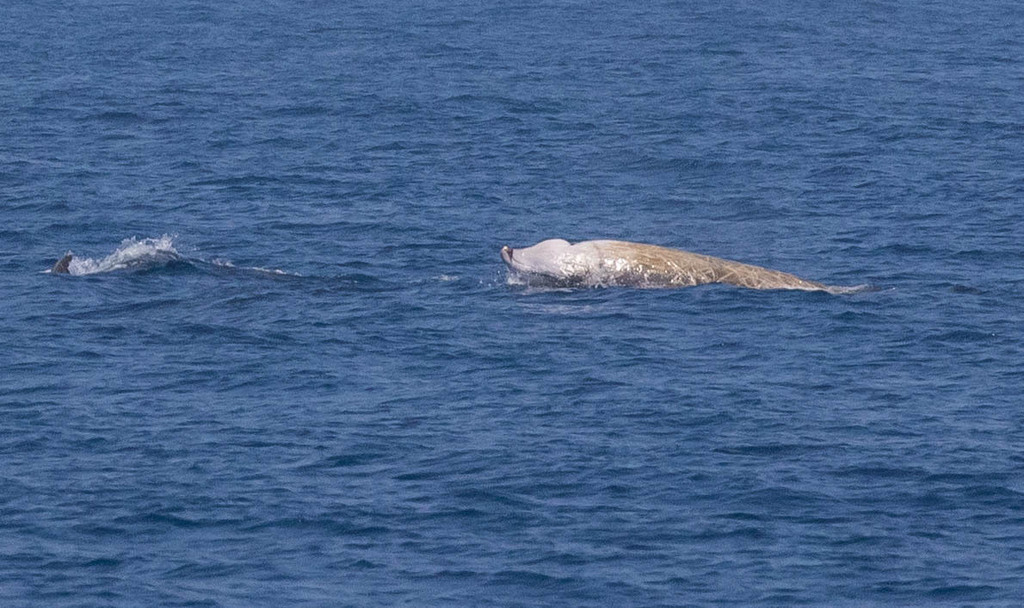 Goose-beaked Whale from 87F99V6P+5H on July 22, 2019 at 11:48 AM by ...