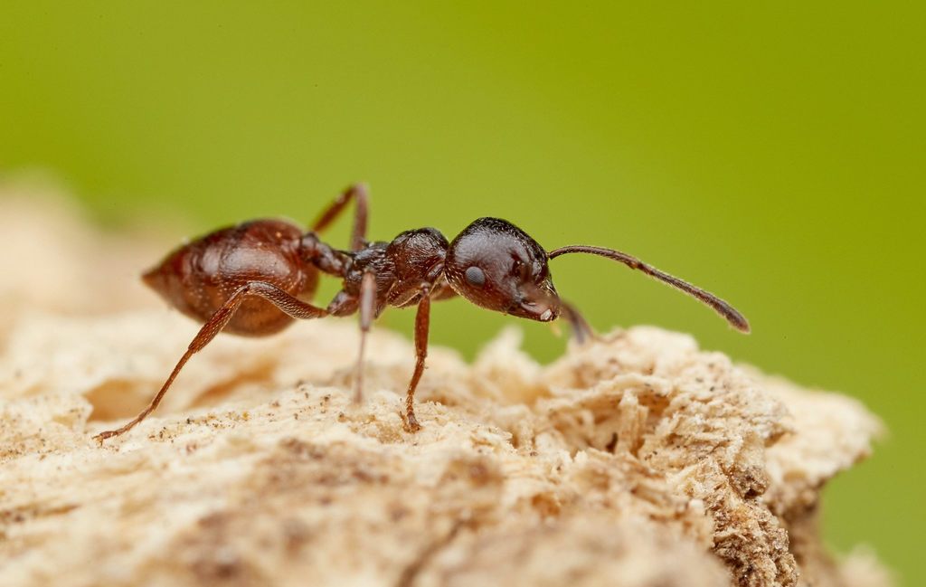 Southern Cocktail Ant from Blaauwberg nature reserve, Cape Town, South ...