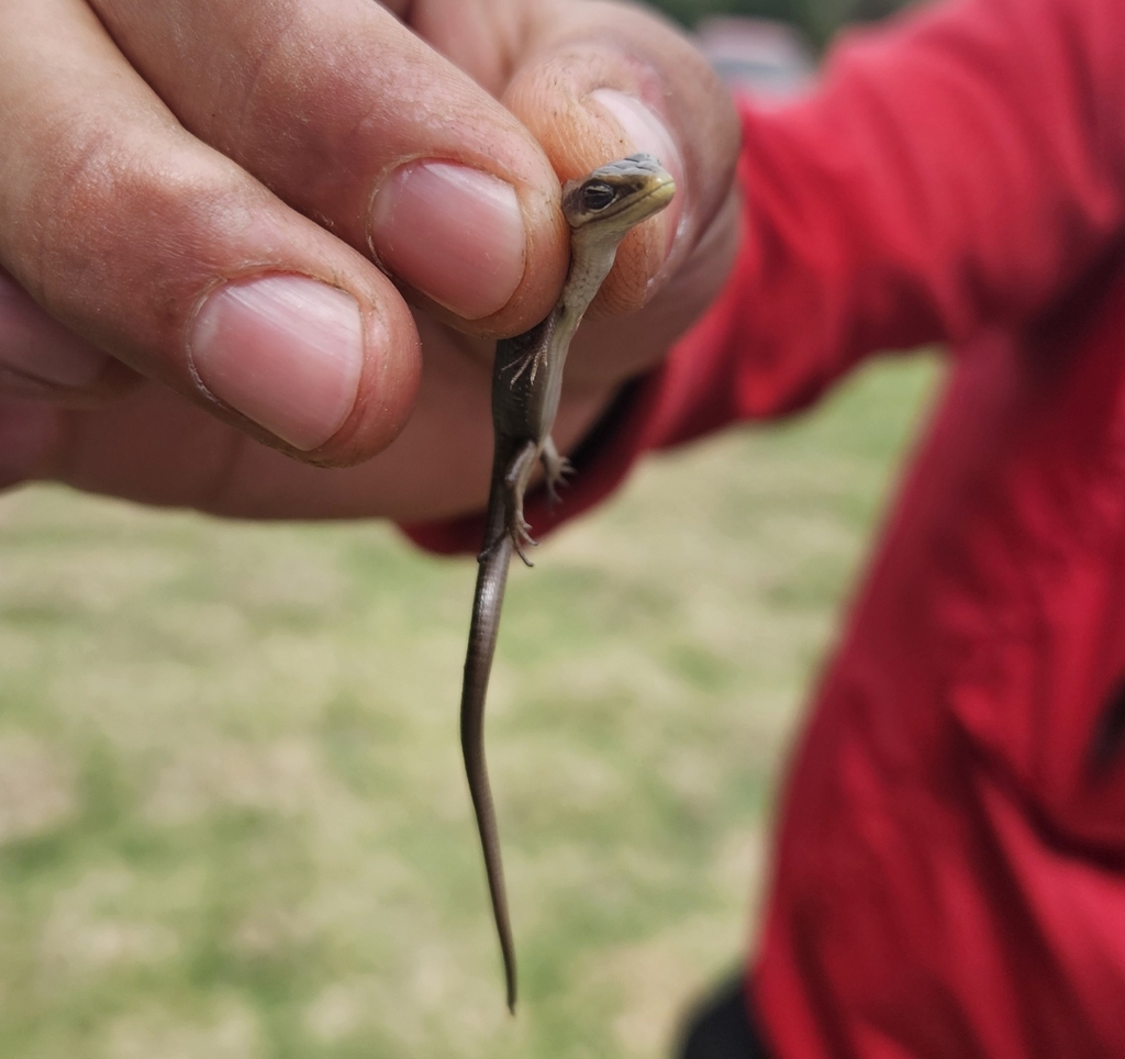 Lizards from 90288 Tlax., México on July 14, 2024 at 02:30 PM by ...