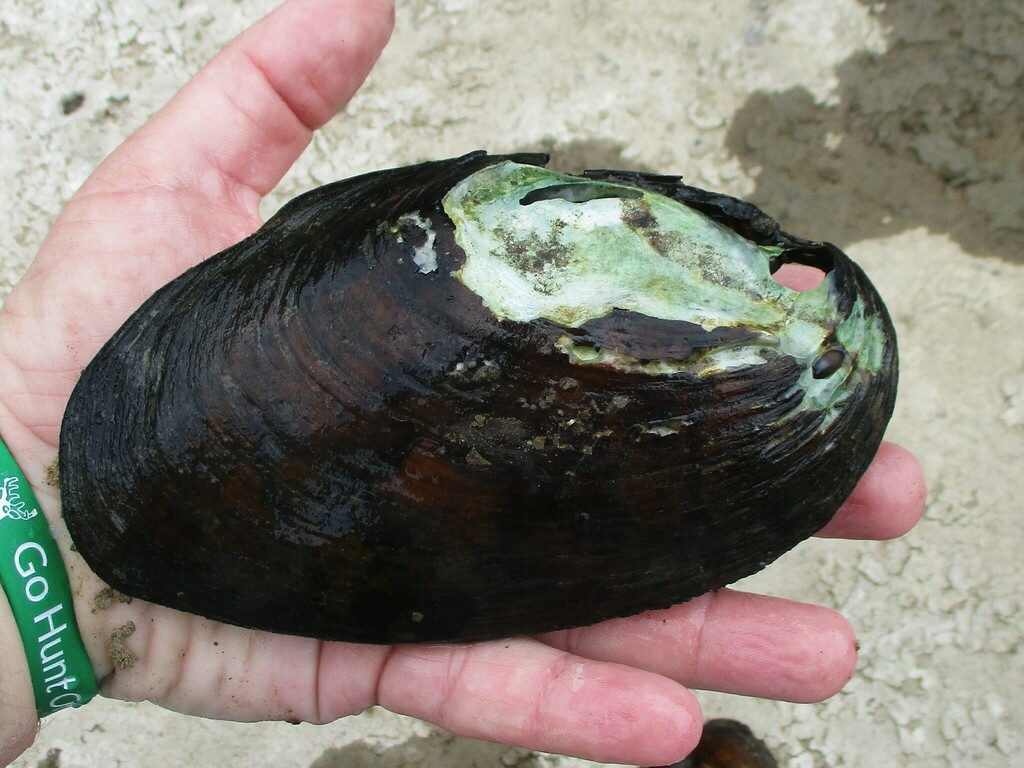 Mucket in July 2024 by brandonh1. what a monster! · iNaturalist