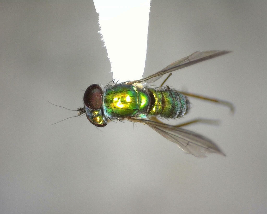 Condylostylus from Kimble County, TX, USA on July 10, 2024 at 03:14 PM ...