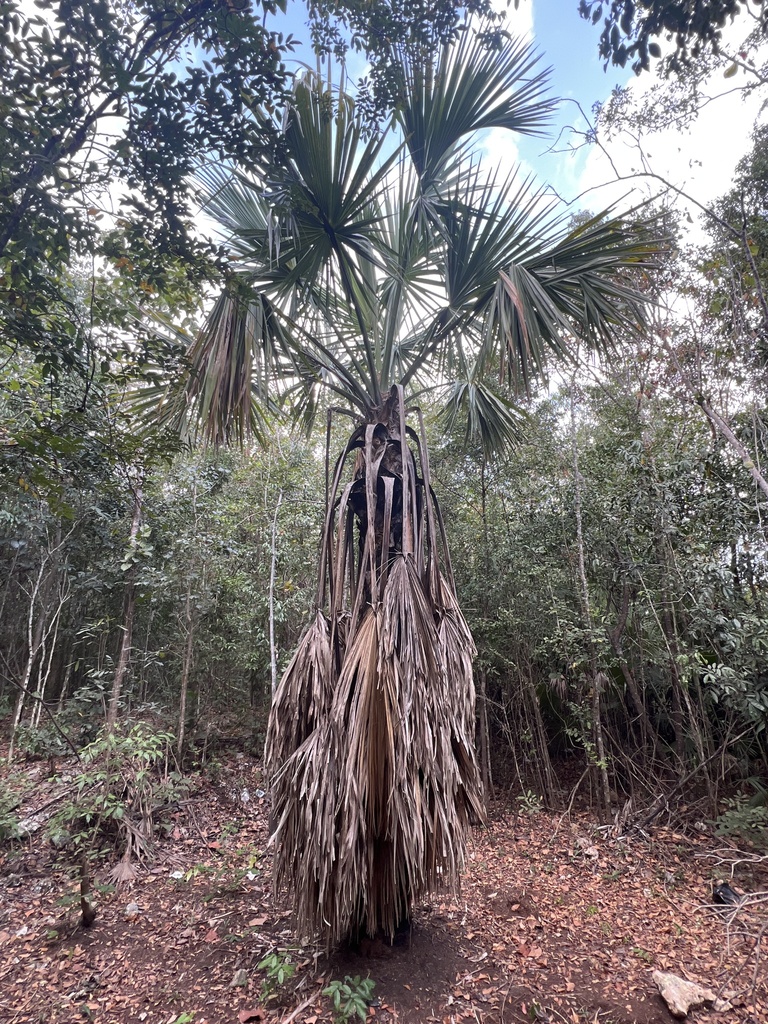 Palma de guano desde Avenida 135, Benito Juárez, Q. Roo., MX el 19 de ...