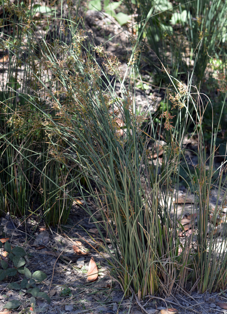 rushes from Redwood Regional Park on June 21, 2016 by Henry Fabian ...