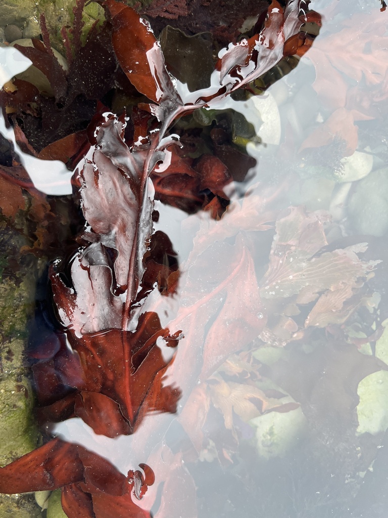 red sea leaf from Fitzgerald Marine Reserve, Moss Beach, CA, US on July ...