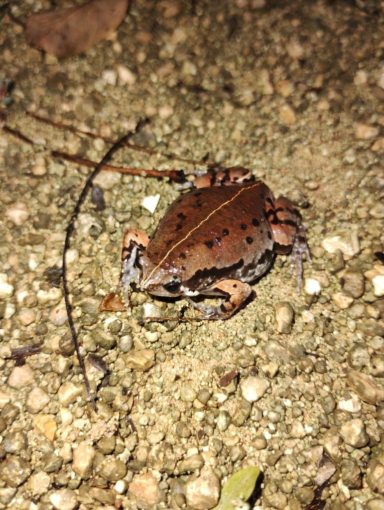 Sheep Frog from 97705 Yuc., México on July 15, 2024 at 01:13 AM by ...