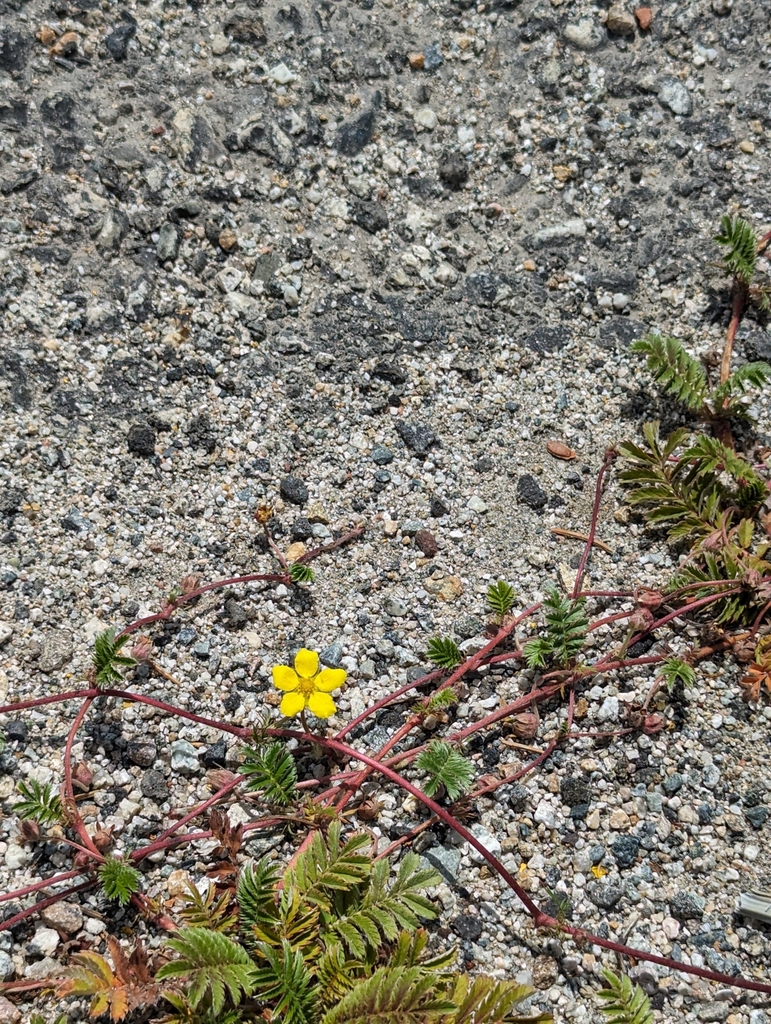 common silverweed from Twin Lakes, CO 81251, USA on July 11, 2024 at 02 ...
