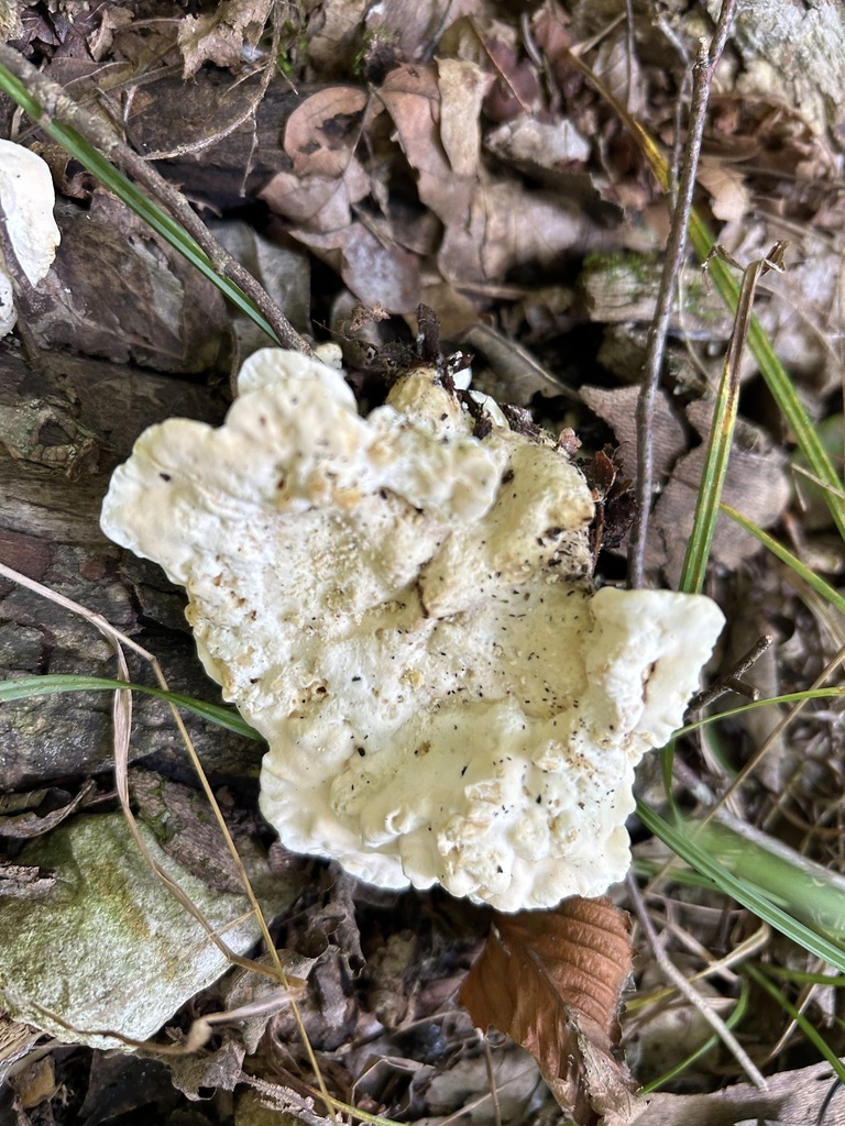 shelf fungi from Glencoe Rd, Wildwood, MO, US on July 15, 2024 at 09:39 ...