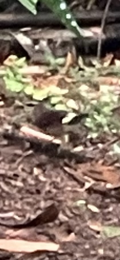 Buff-rumped Warbler from Sor, Sarapiqui, Heredia, CR on July 15, 2024 ...